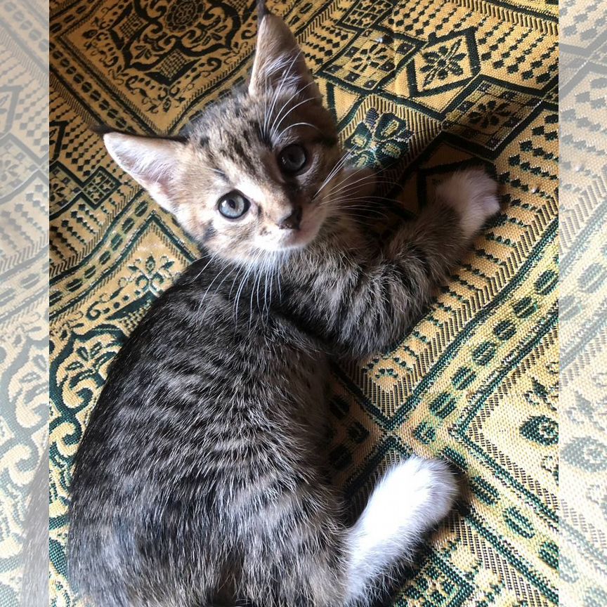 Котята в добрые руки 2 месяц