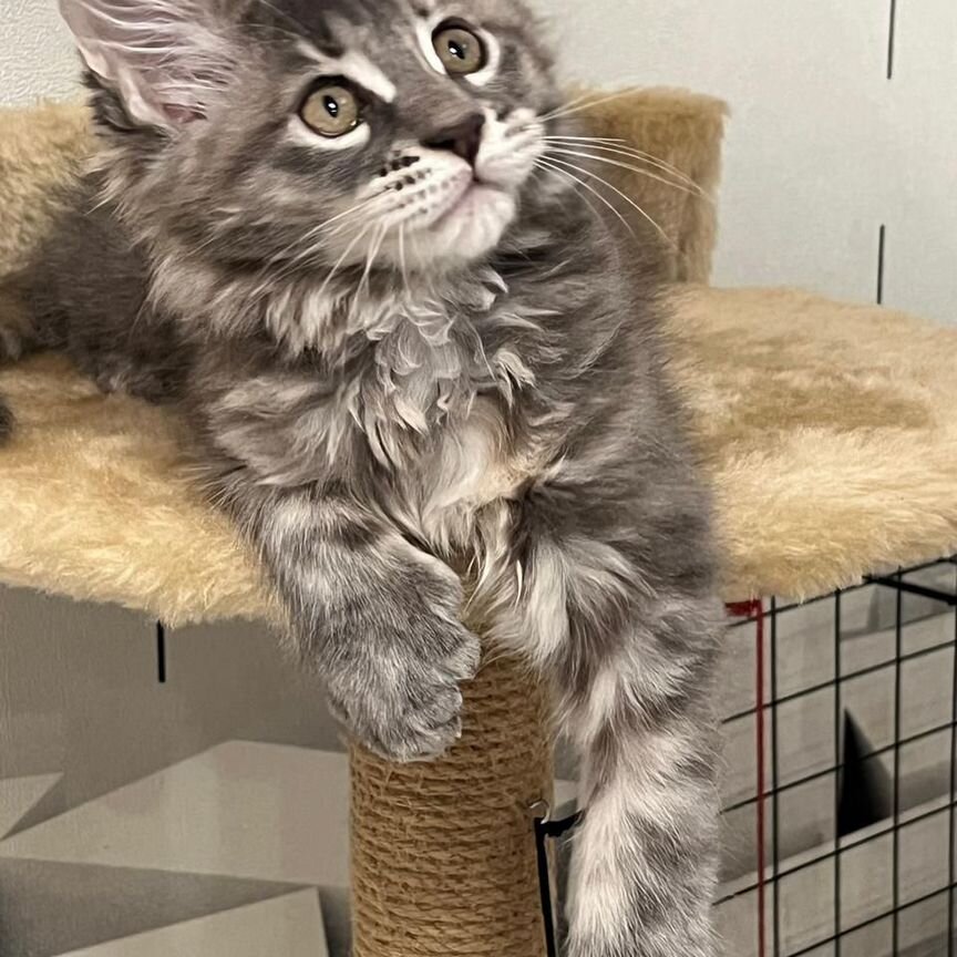 Котята мейн-кун полидакт и классик