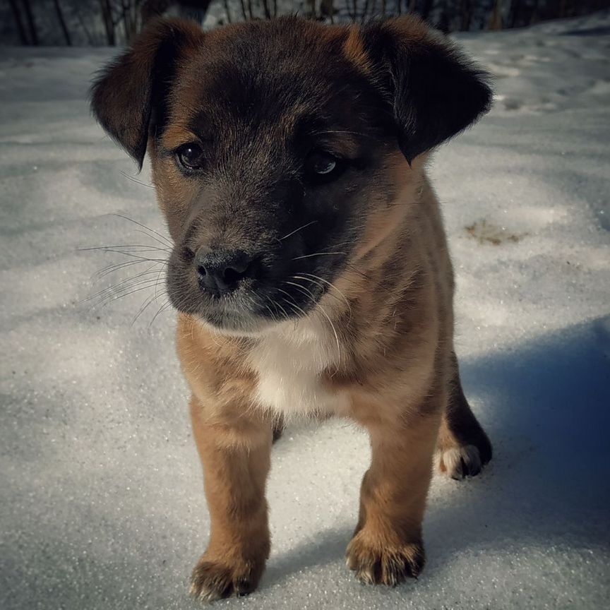 Щенок в добрые руки