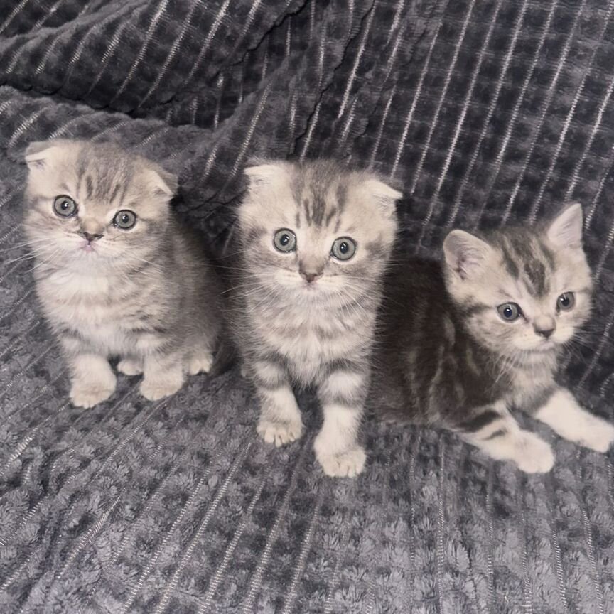 Шотландский вислоухий короткошёрстный котёнок