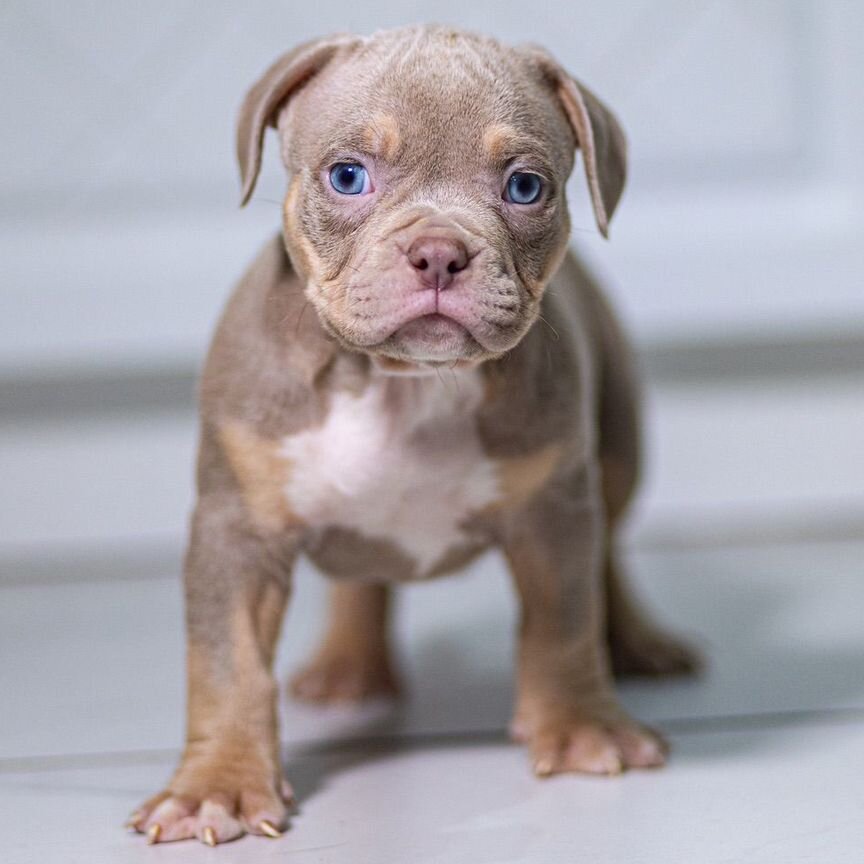 Американский булли, щенок