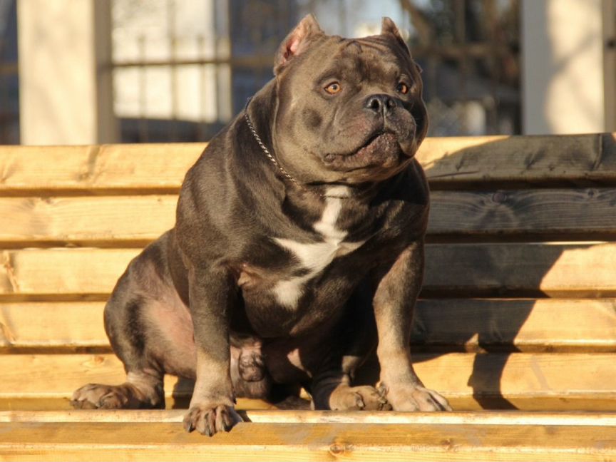 Щенки американского булли