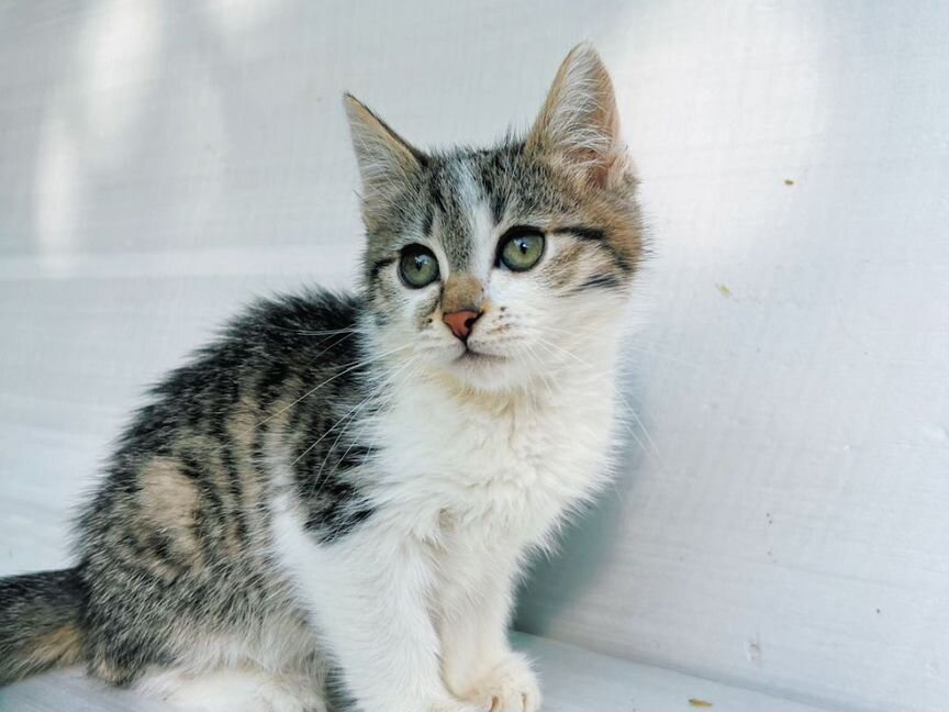 Ласковый котик