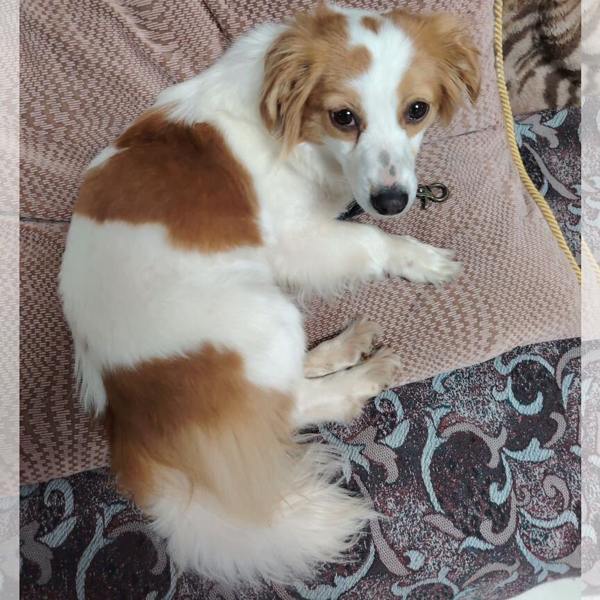 Джек-рассел-терьер, взрослая собака