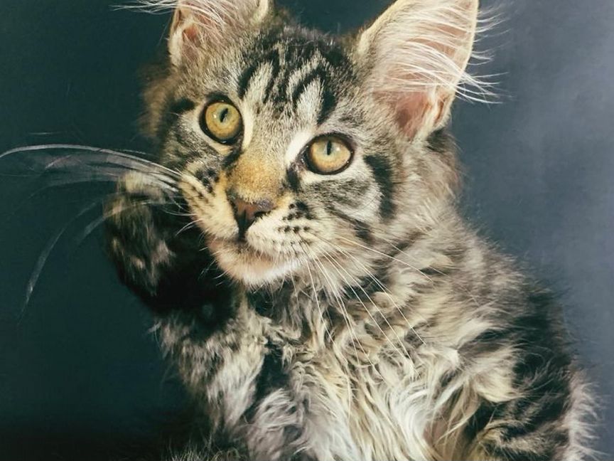 Нежная девочка мейн-кун