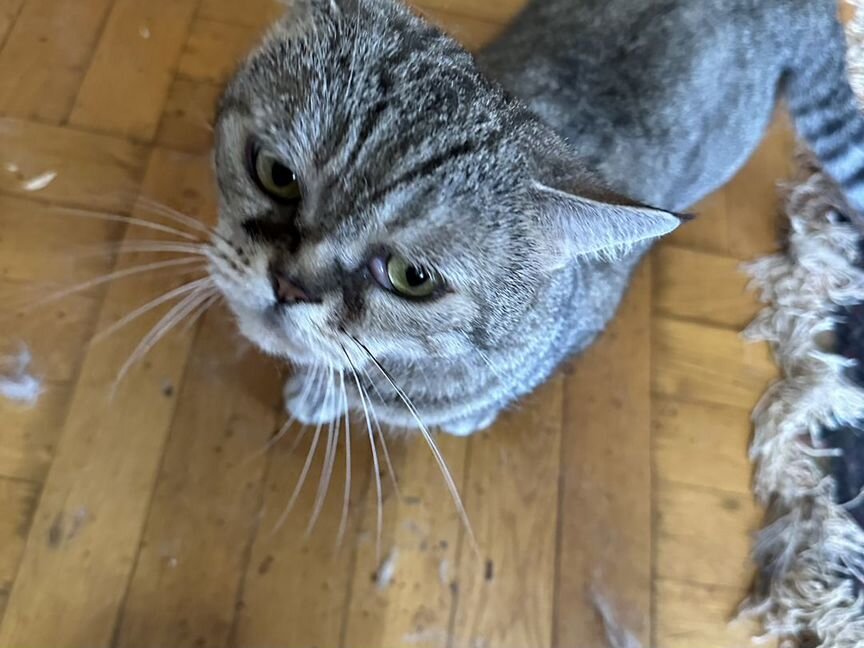 Отдам кошку в добрые руки британка