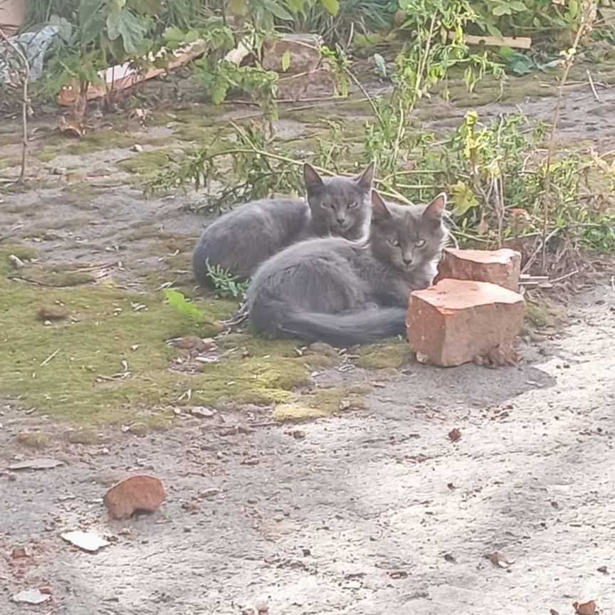 Котята в добрые руки бесплатно