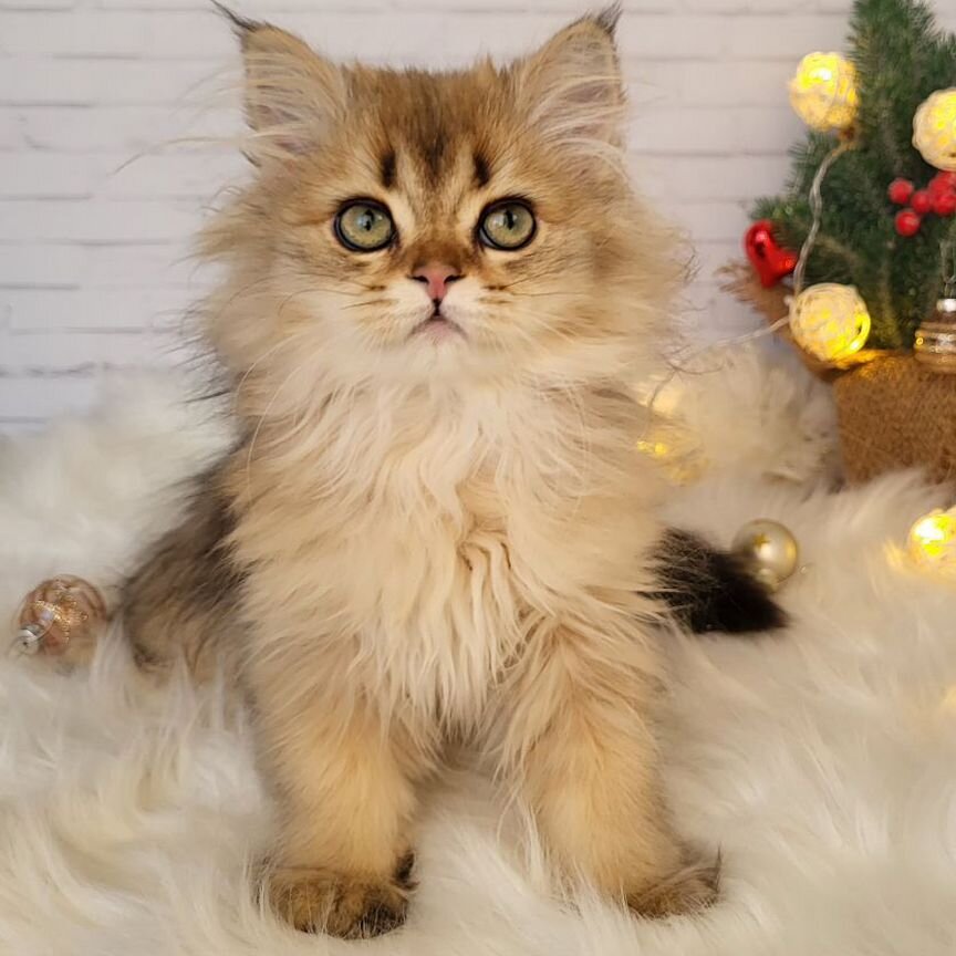 Шотландский котенок