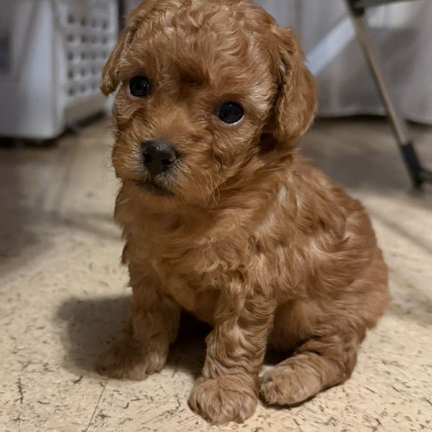 Той-пудель, щенок