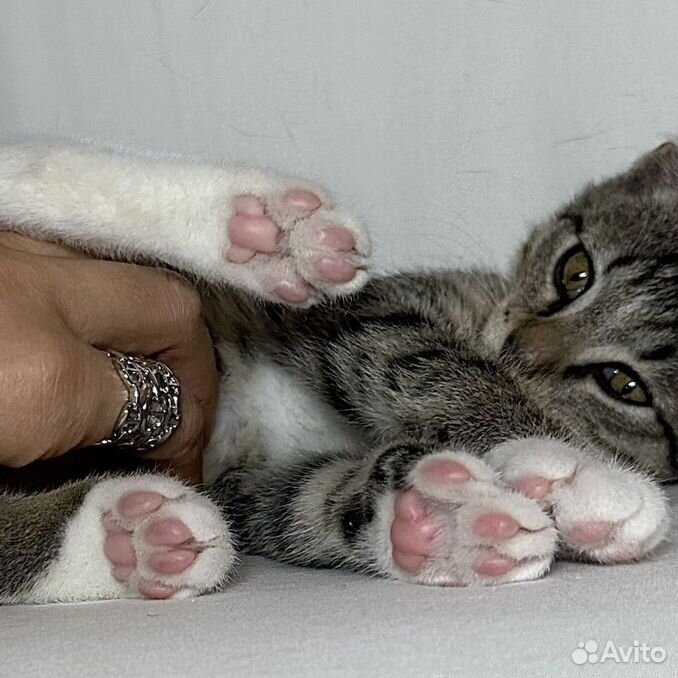 Котенок кот кошка серый полосатый в добрые руки