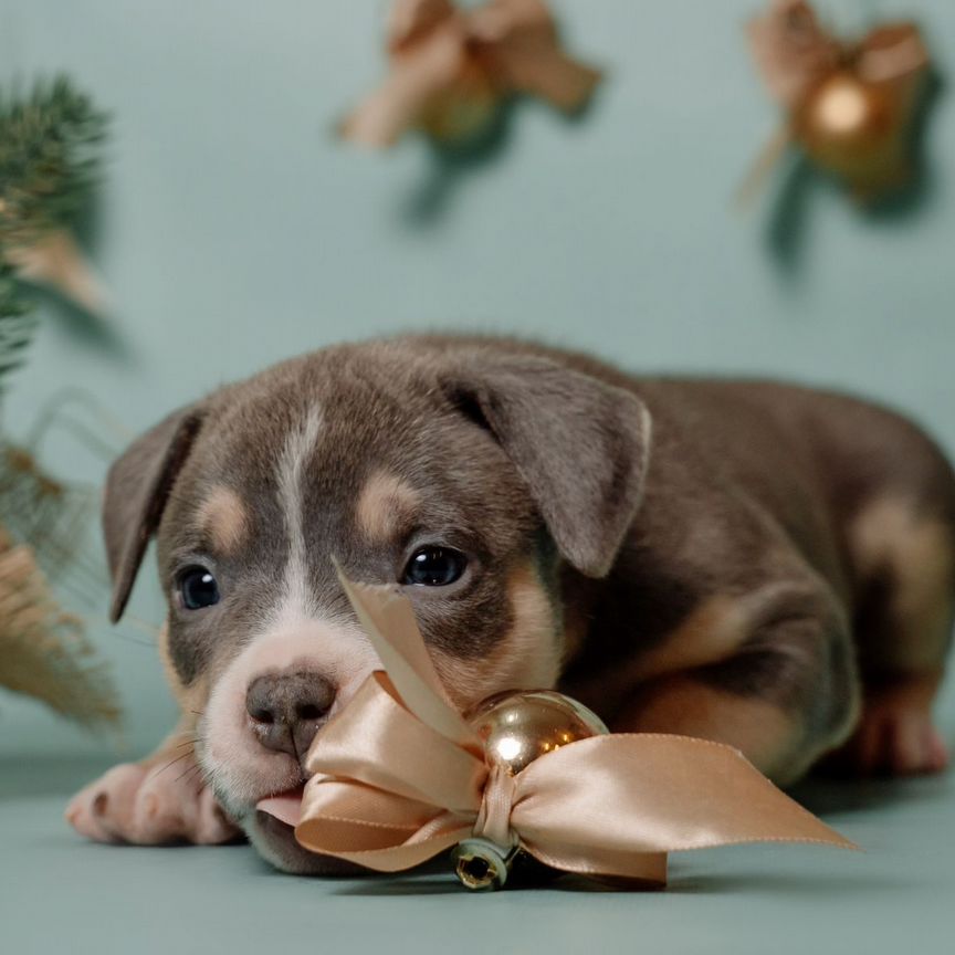 Американский булли, щенок