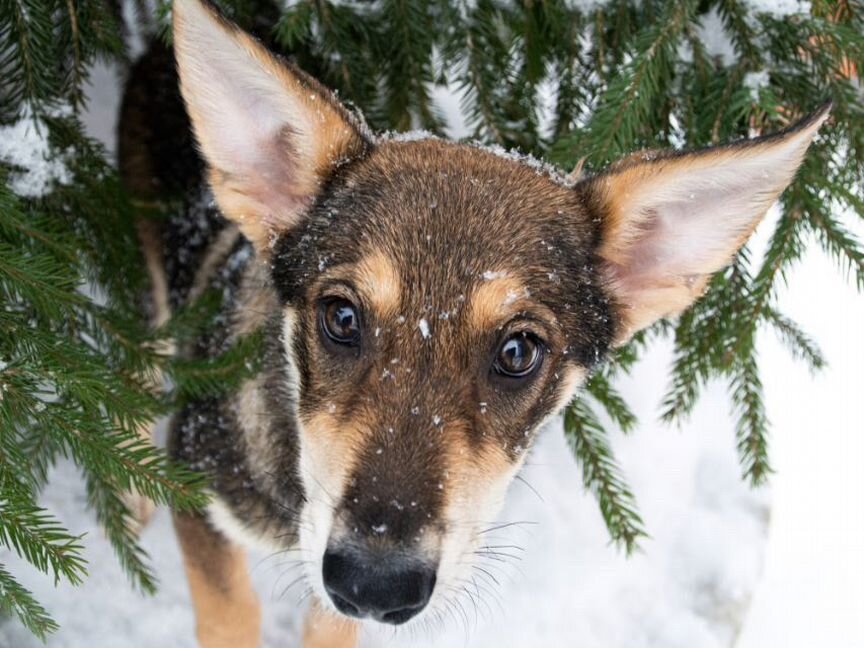 Щенок в добрые руки из приюта