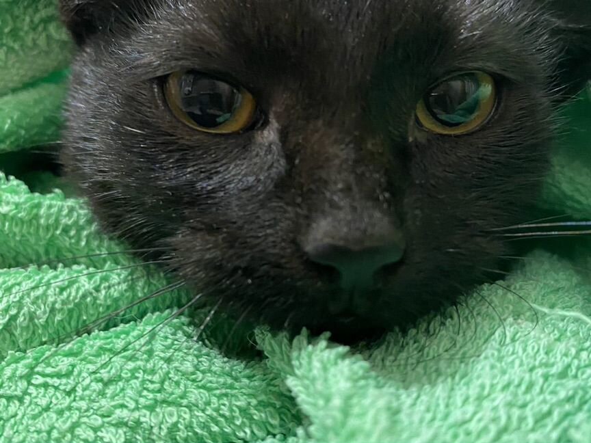 Кошка котенок черная