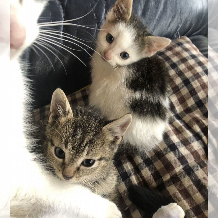 Котята в добрые руки даром