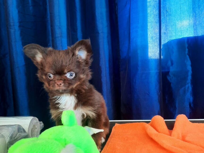 Шоколадный шедевр