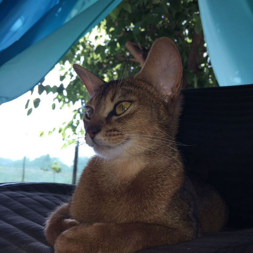 Милые котята абиссинцы