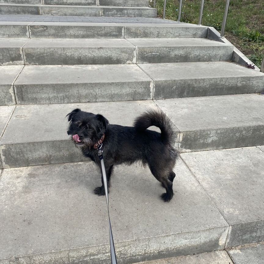 Отдам в добрые руки