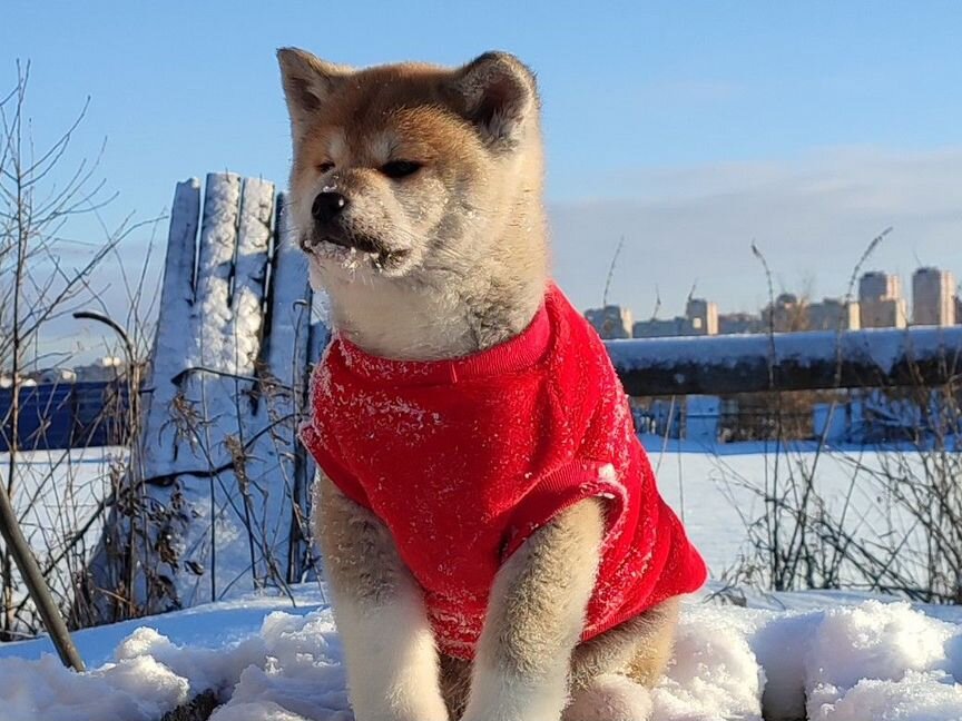 Щенки Акита девочка и мальчик