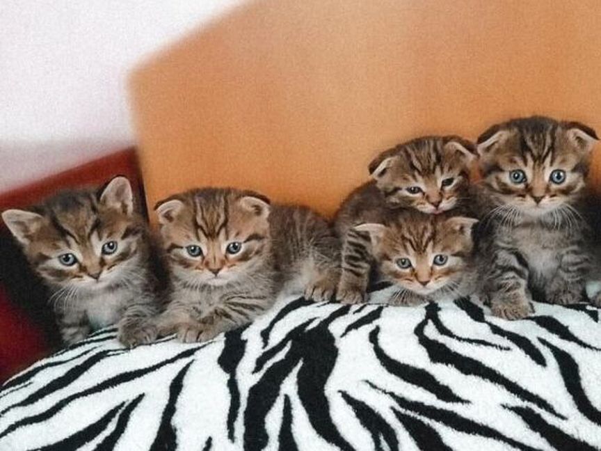 Котята вислоухие