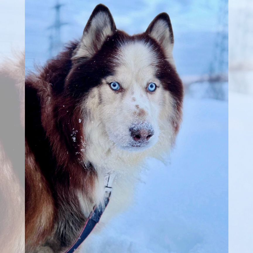 Аляскинский маламут, взрослый пёс