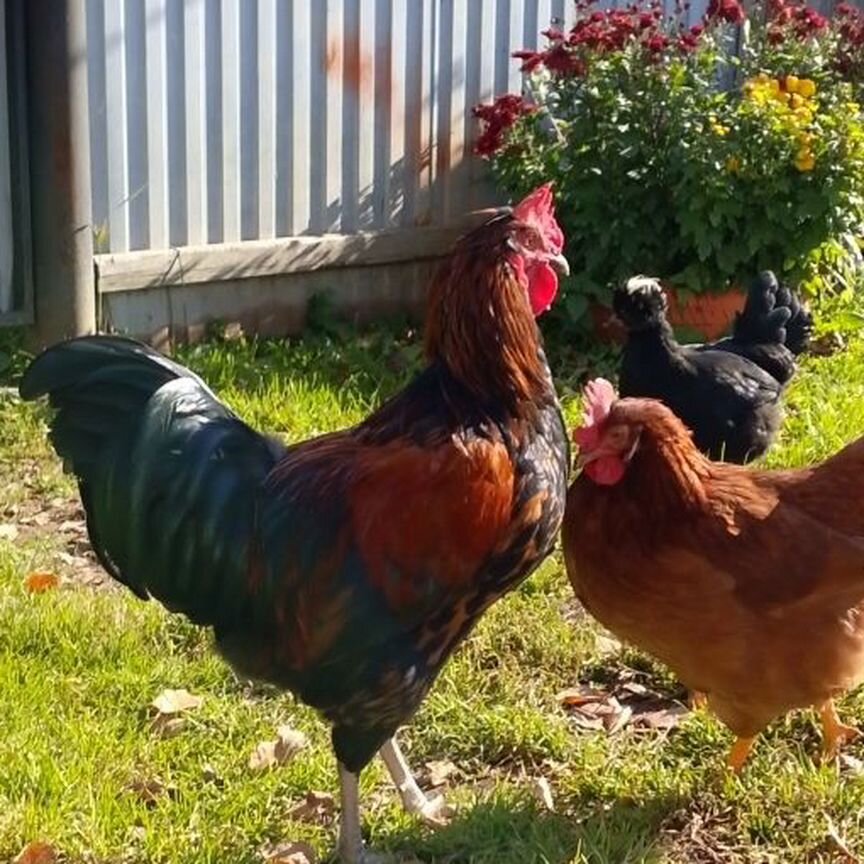 Куры петухи