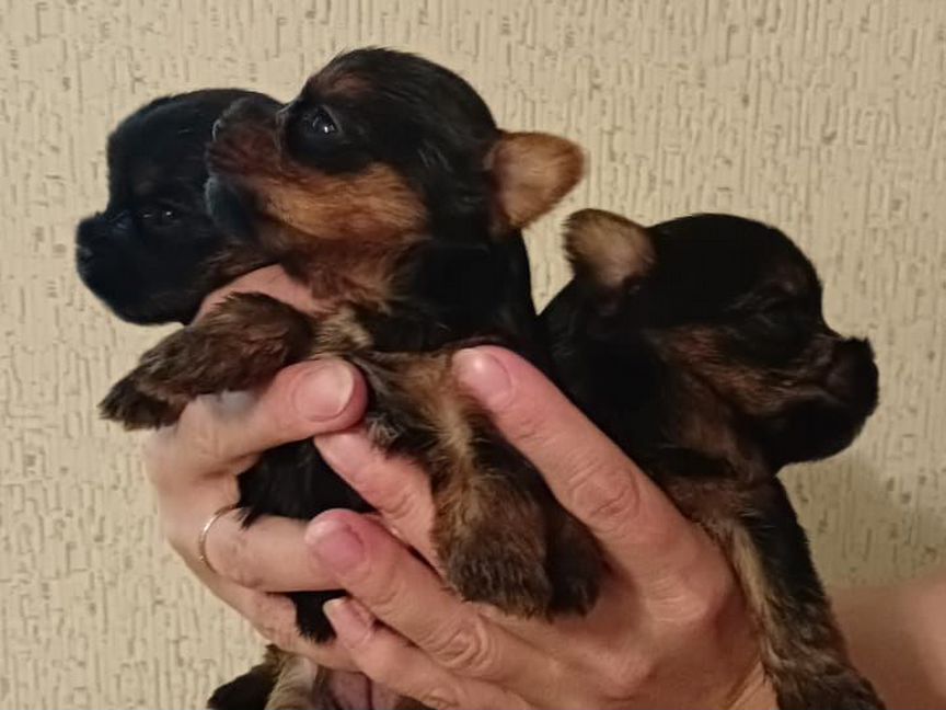 Йоркширский терьер щенки