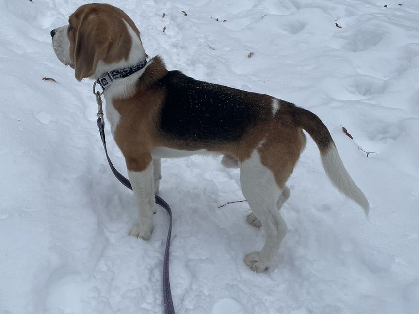 Щенок бигль мальчик