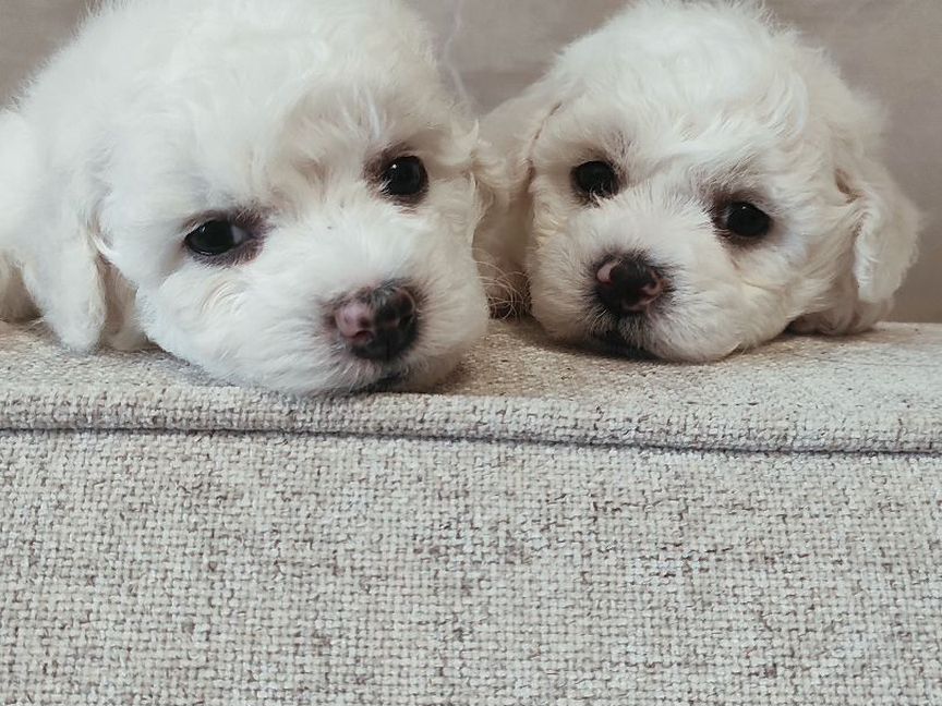 Мальчики бишончики. РКФ