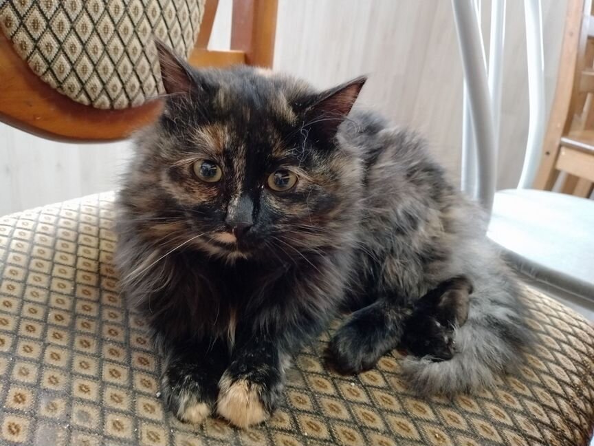 Кошечка 5 месяцев