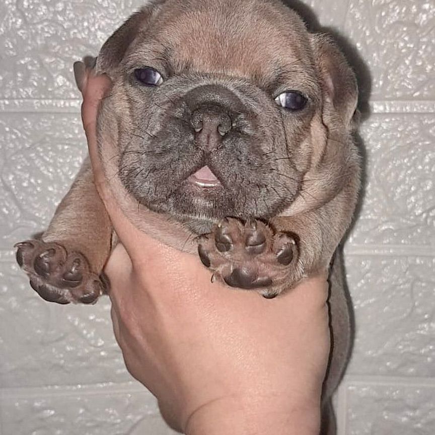 Французский бульдог мини