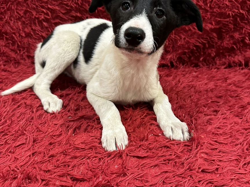 Щенок от маленькой собаки в добрые руки