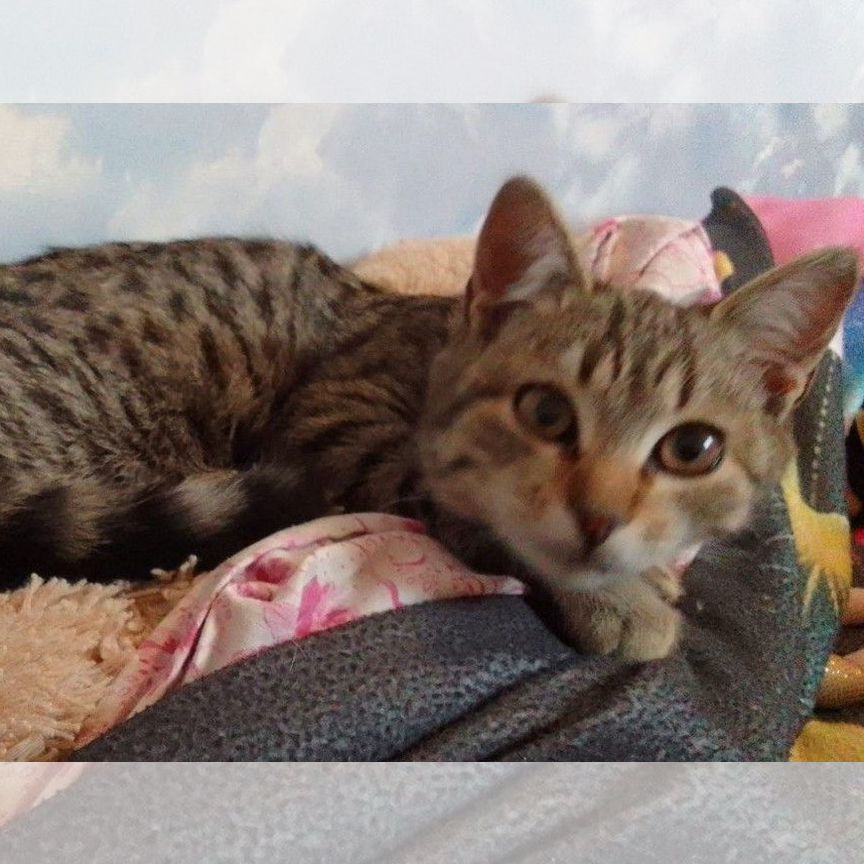 Котёнок в добрые руки