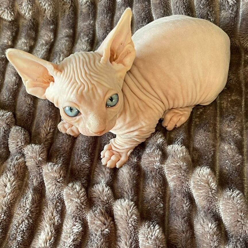 Котята сфинкс Бамбино