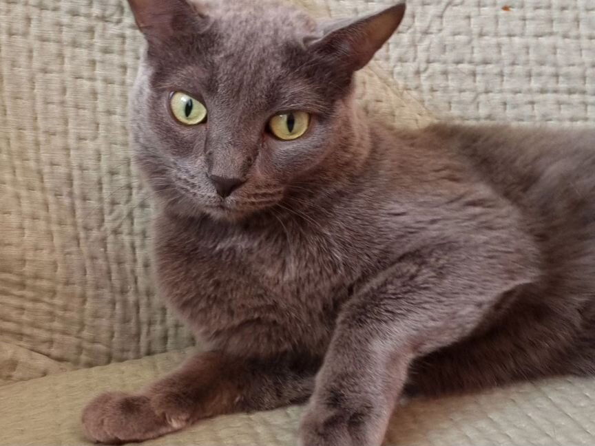 Кошка