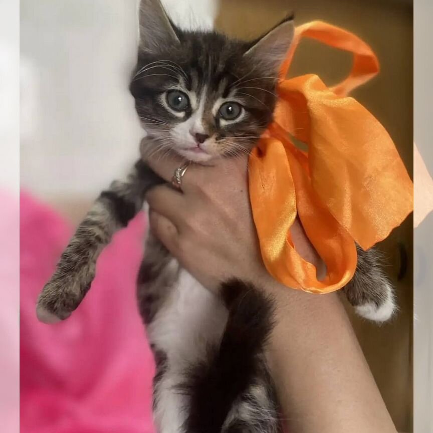 Котёнок в добрые руки