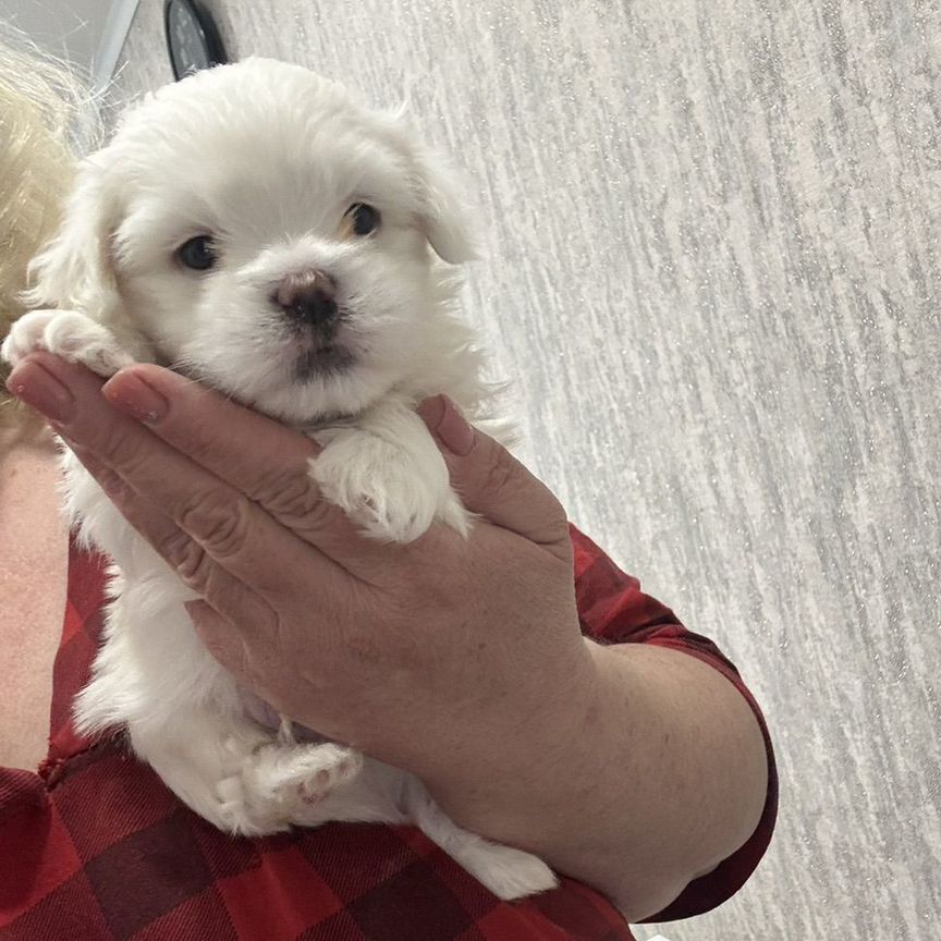 Мальтийская болонка, щенок