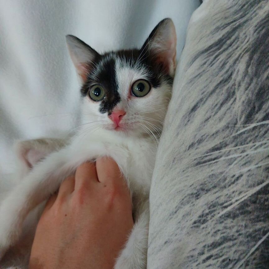 Котёнок в добрые руки