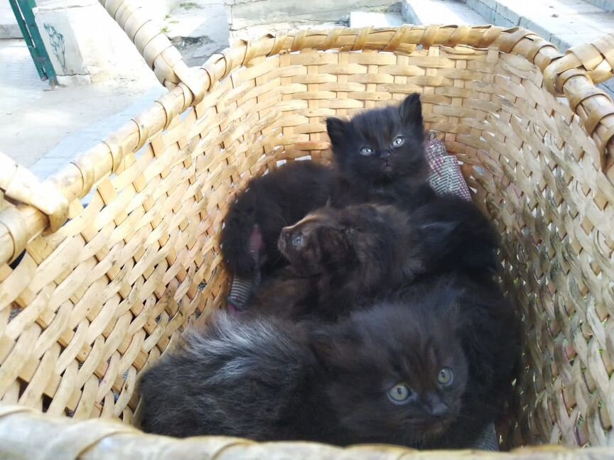 Котята сибирской кошки