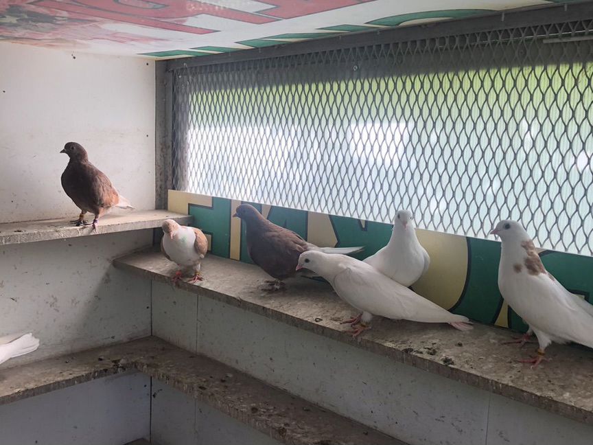 Ижевские голуби