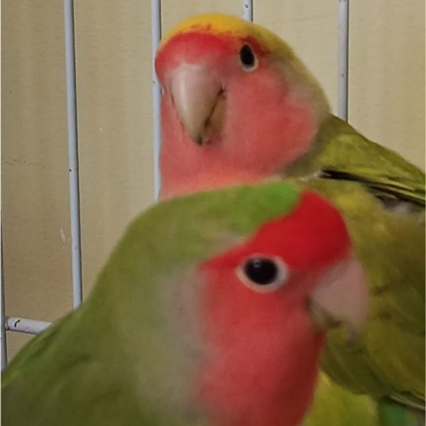 Пара неразлучников с клеткой