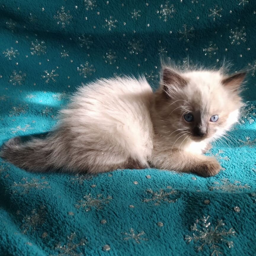 Котенок породы Кимрик (стампи)