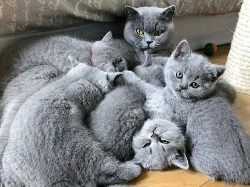 Плюшевые Мишки) Голубой Окрас