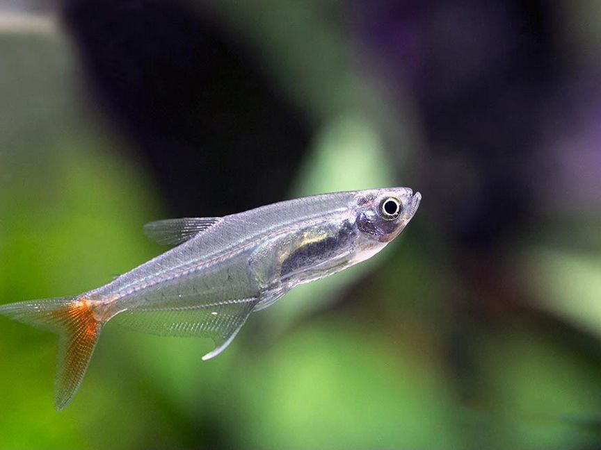 Тетра Стеклянная (Prionobrama Filigera)