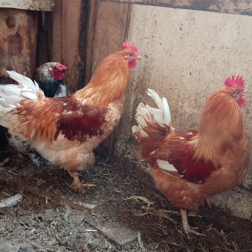 Молодые рыженькие петушки