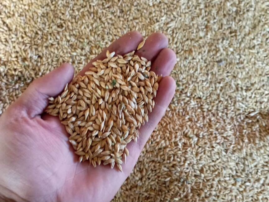 Зерно ячмень овес пшеница