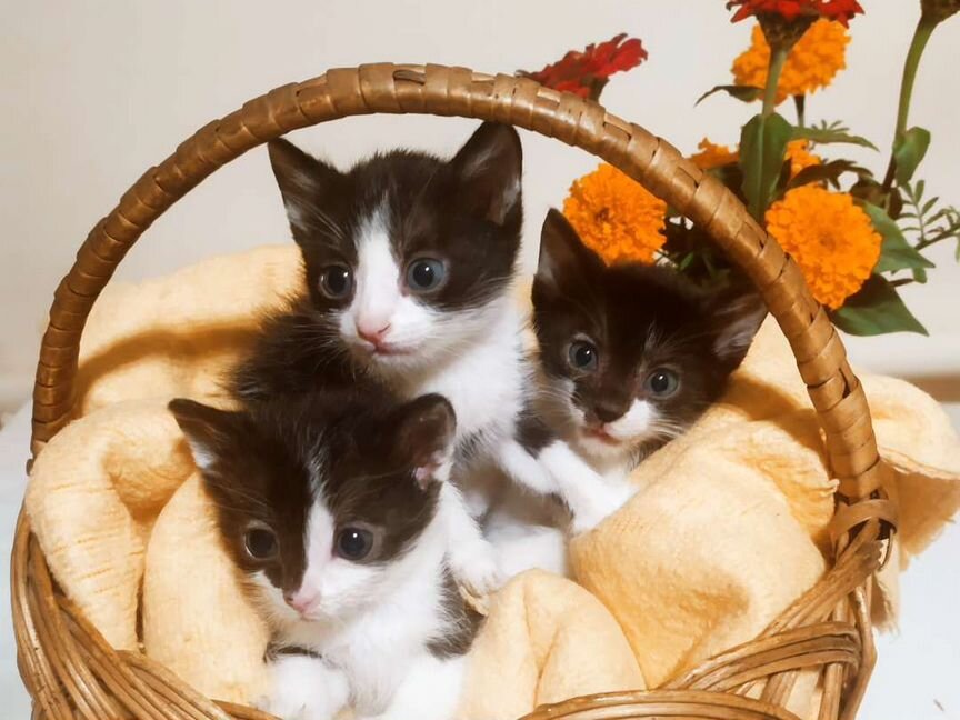 Котята в добрые руки