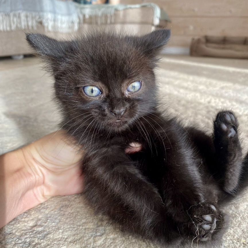 Котенок