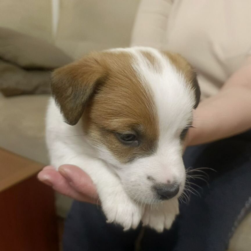 Щенки джек рассел терьер