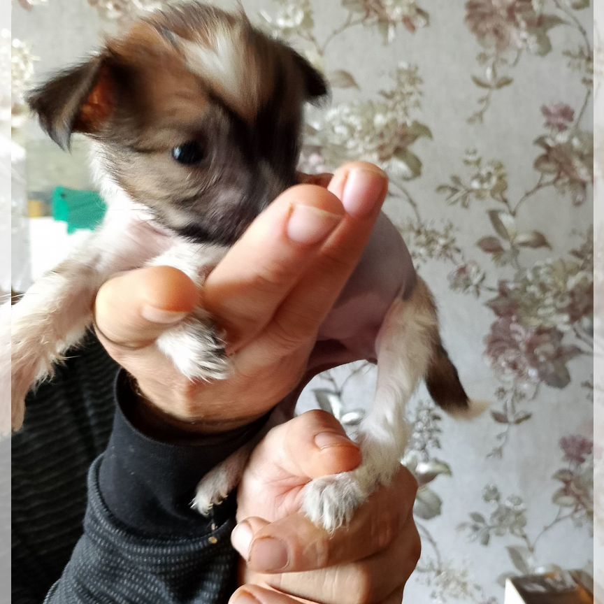 Китайская хохлатая, щенок