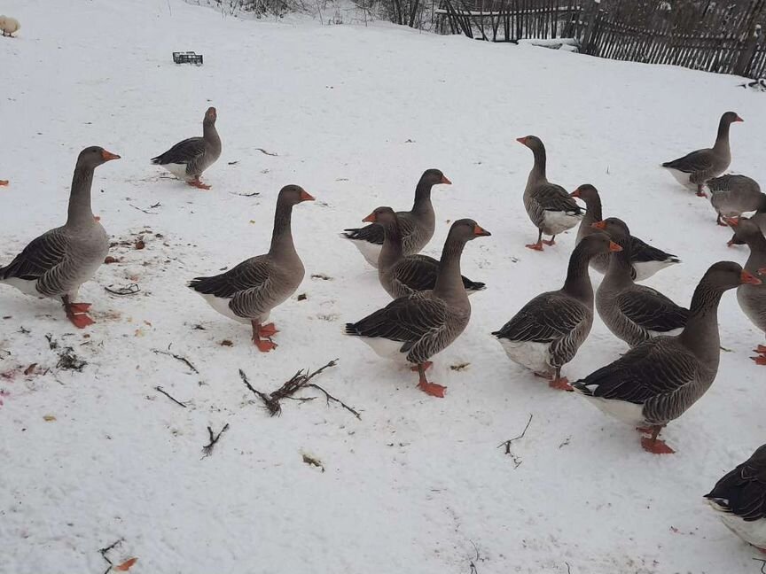 Гуси и утки